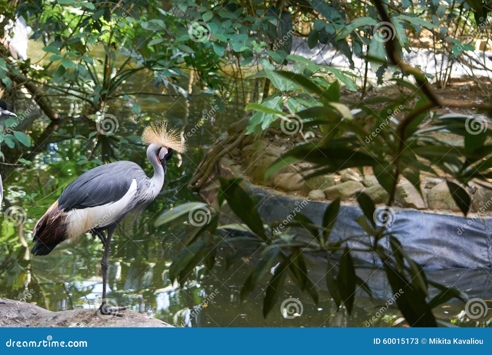 Graceful Bird Crowned Crane Posing Stock Image - Image of crowned ...