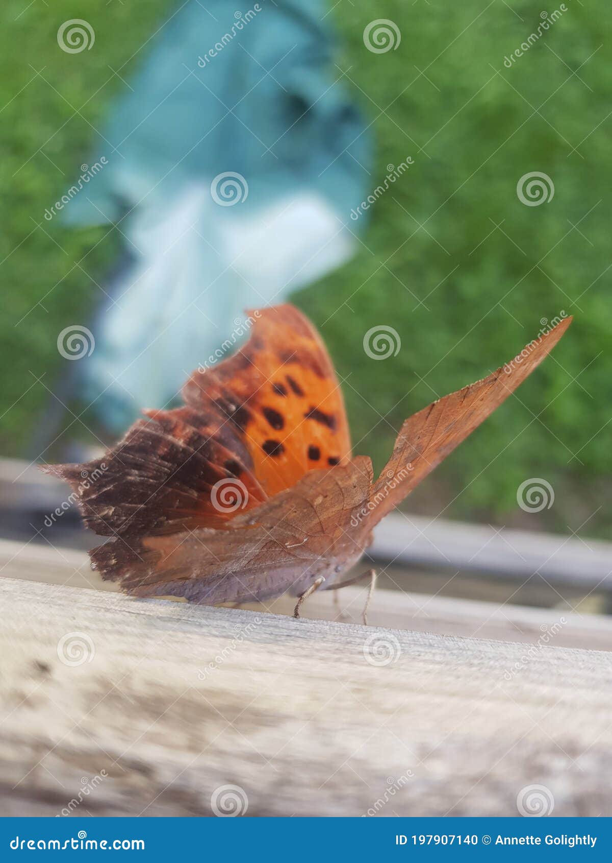 Beautiful Graceful Butterfly Landing Stock Photo - Image of ...