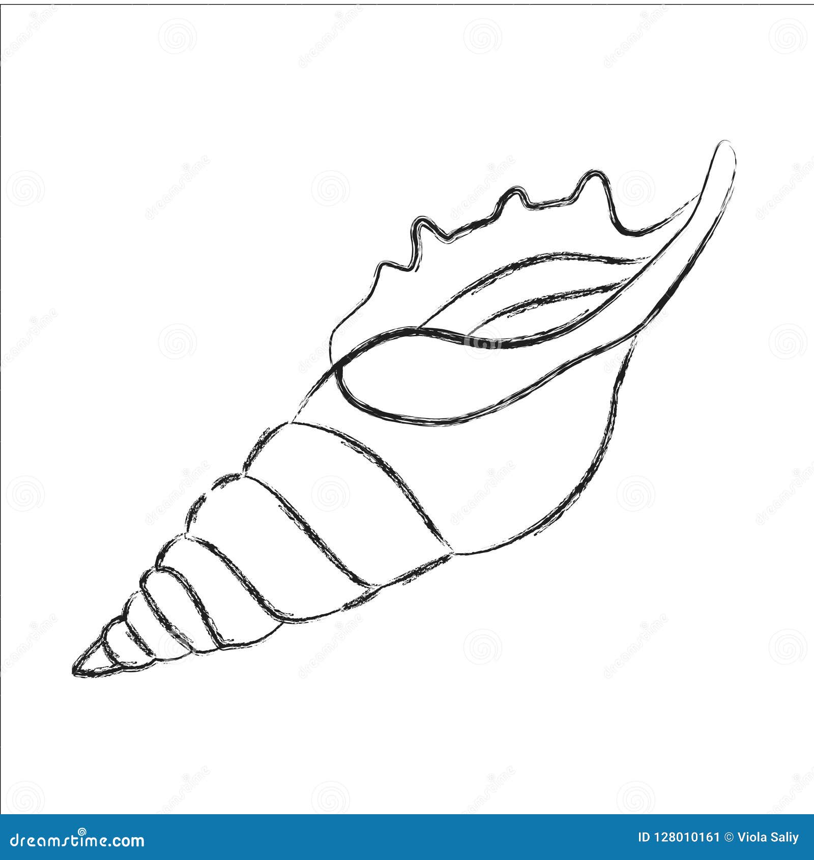 Beautiful Graceful Oblong Shell Cuty Stock Illustration - Illustration ...