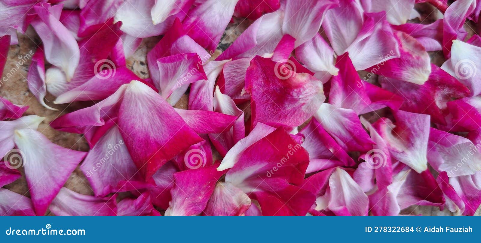 BEAUTIFUL GRADATION COLOR FALL FLOWER PETALS Stock Photo - Image of ...