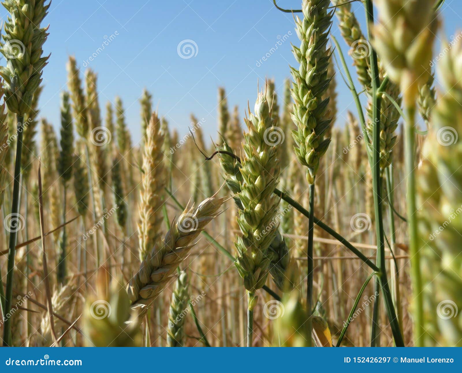 Beautiful Grain Field with Large Spikes of Intense Color Stock Image ...