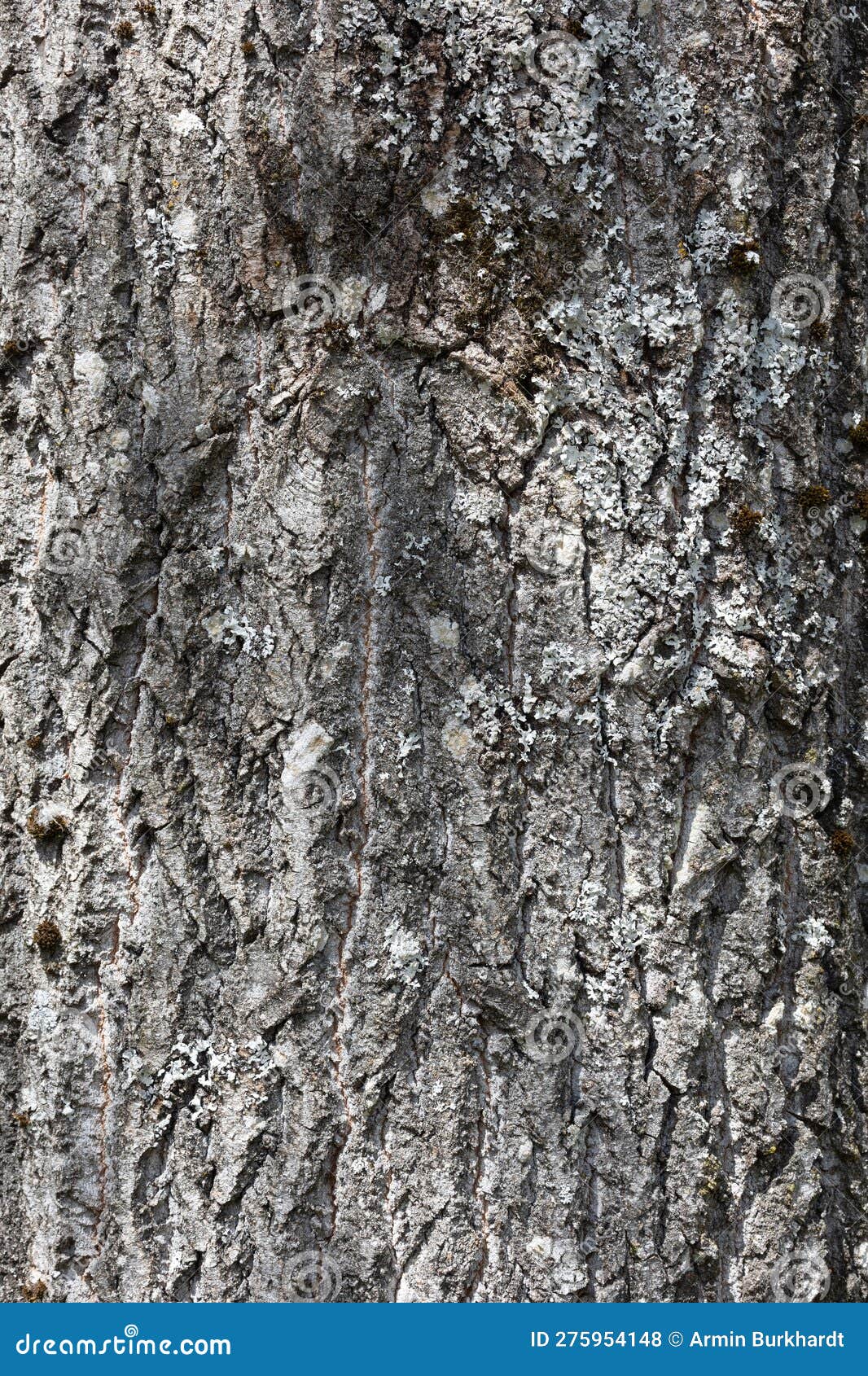 Beautiful Grain of a Large Tree Trunk As a Background for Structures ...