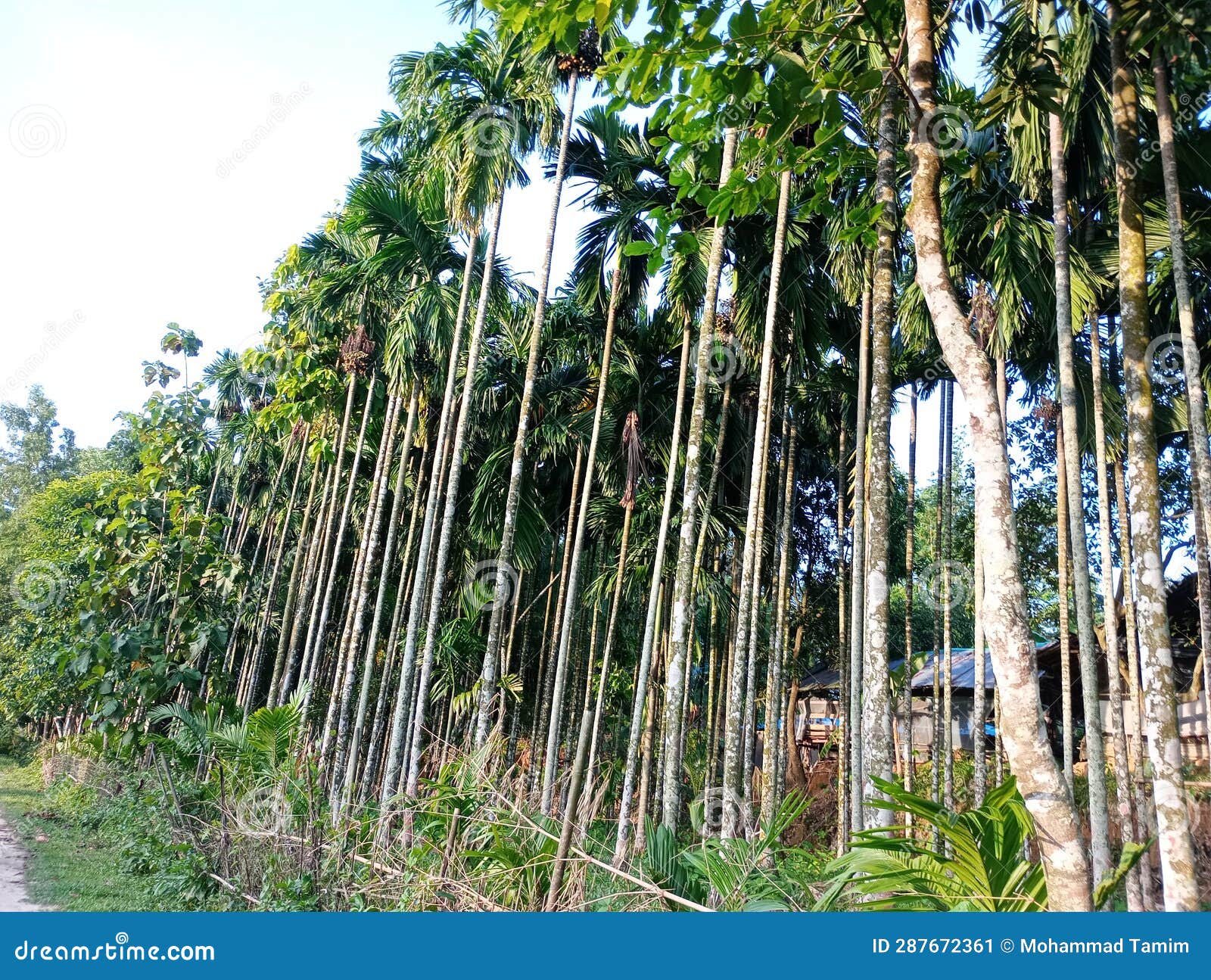A Beautiful Grameen View with Natural Environment. Stock Image - Image ...