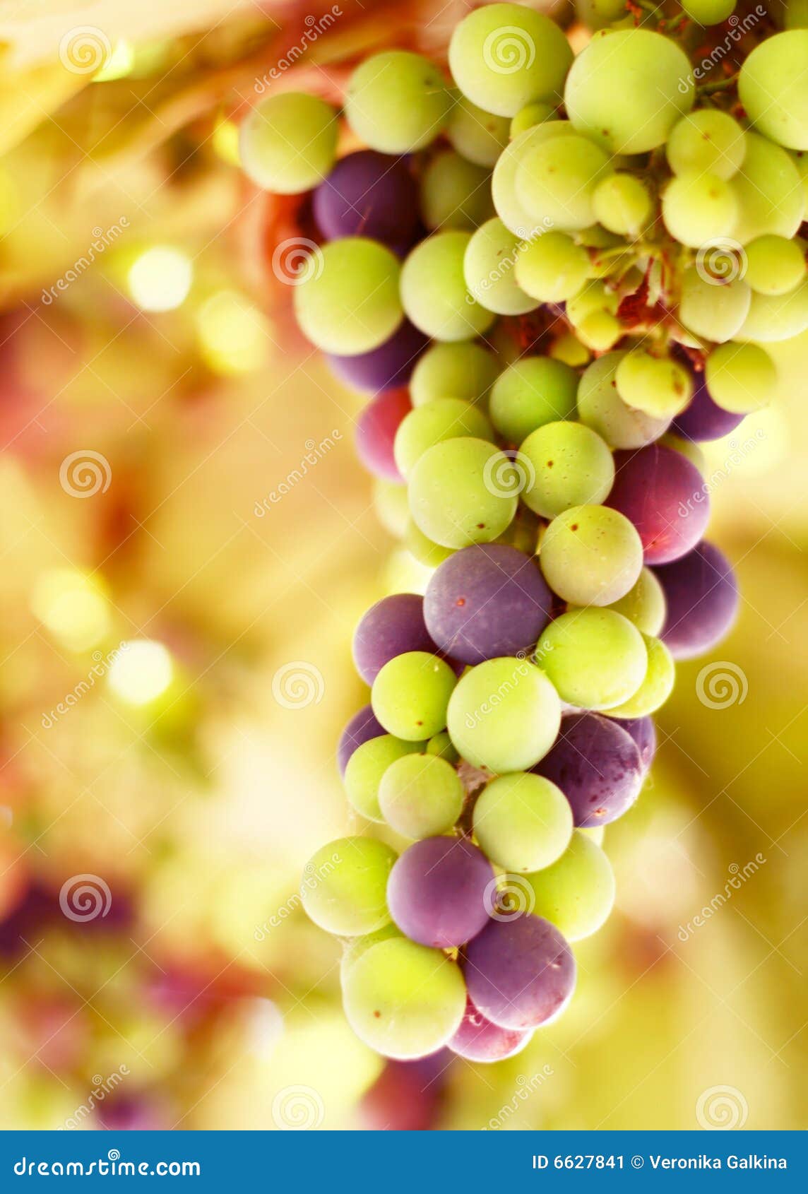 Beautiful grape background stock image. Image of beauty - 6627841
