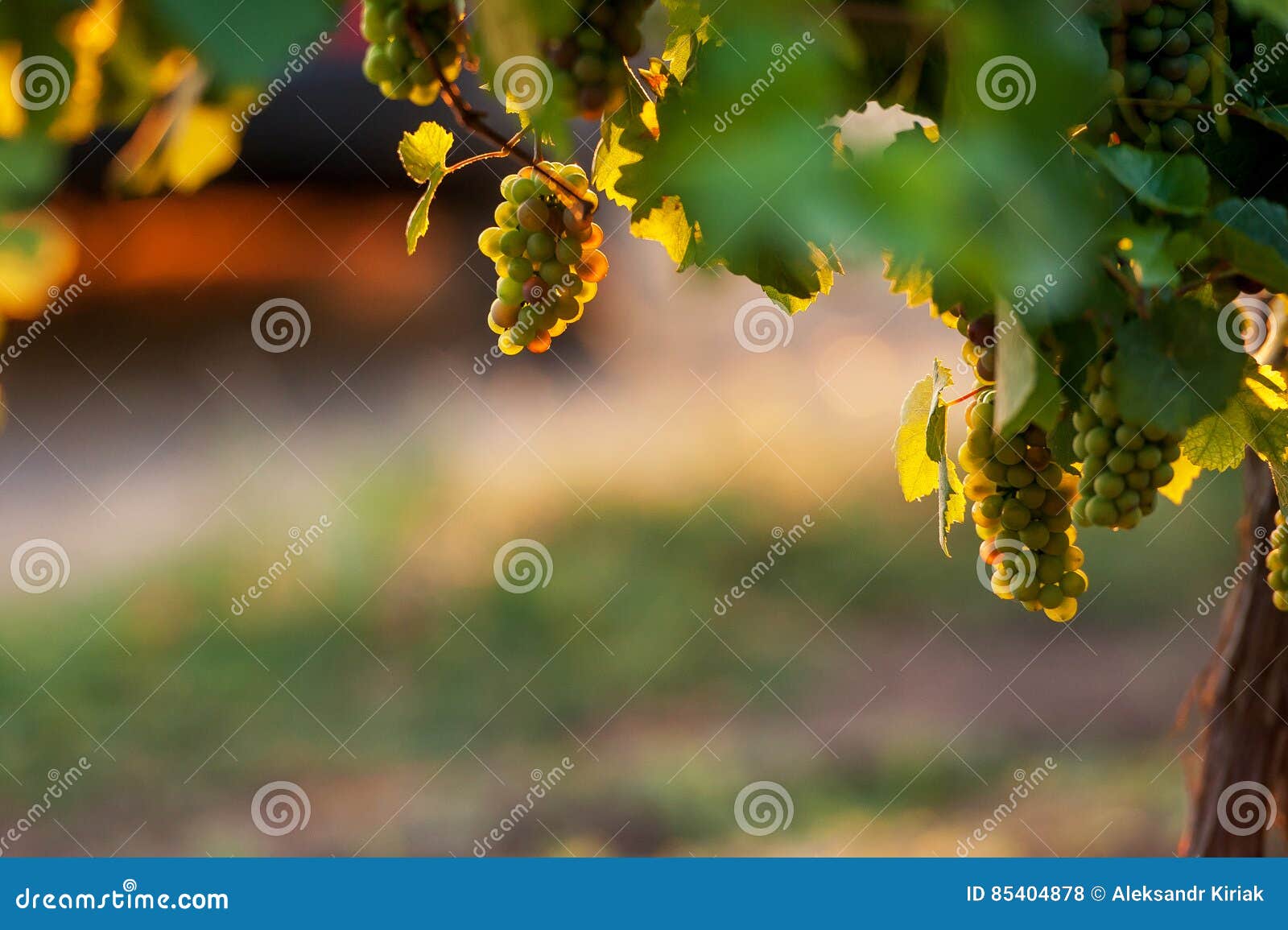 Beautiful grape branch stock photo. Image of food, agriculture - 85404878