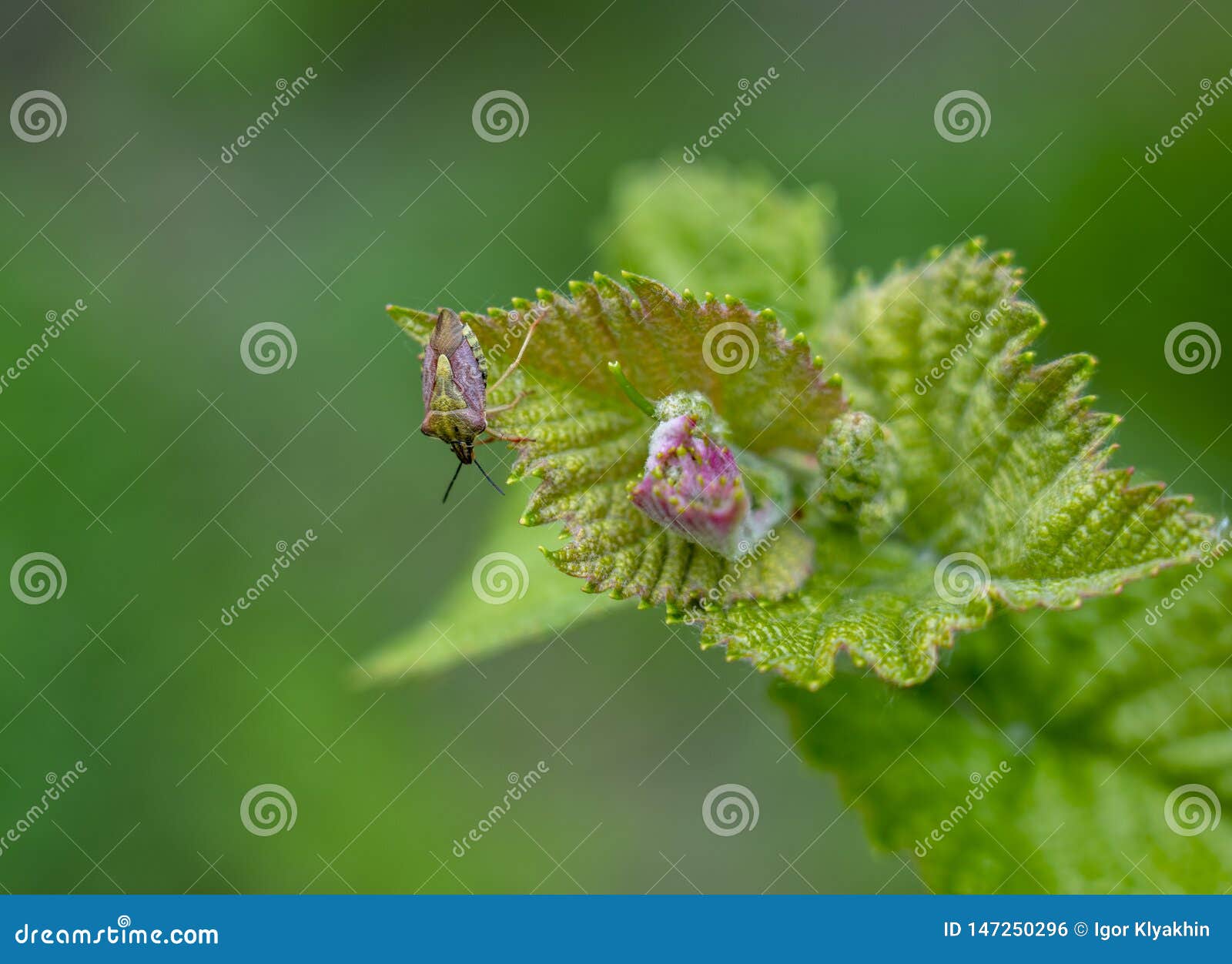 Beautiful Grape Bug on a Young Vine Shoot Close-up on a Blurred Green ...