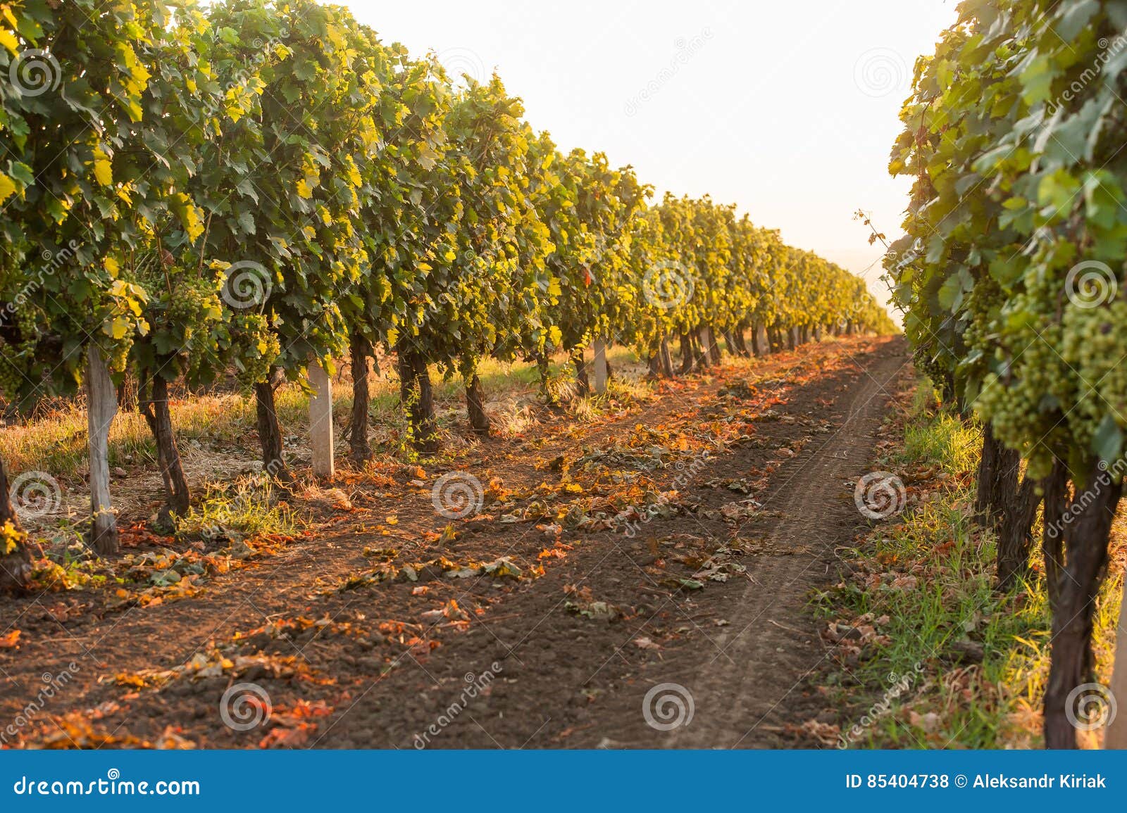 Beautiful grape field stock photo. Image of growing, summer - 85404738