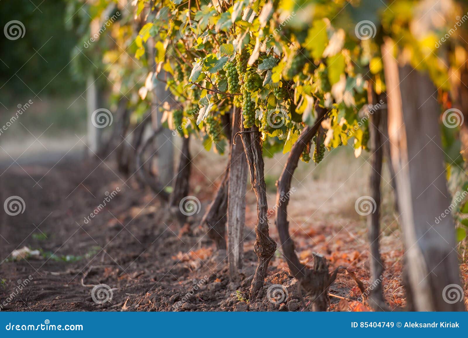 Beautiful Grape Field at Sunrise Stock Image - Image of color, scenic ...