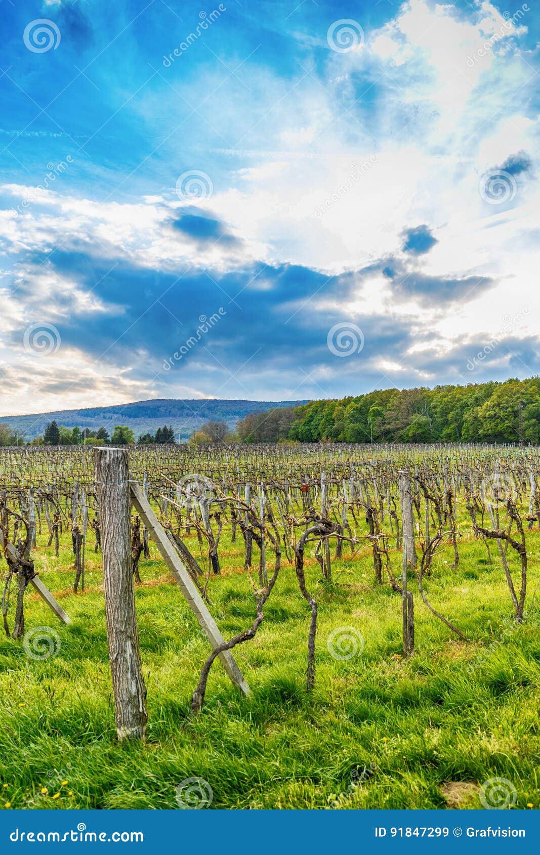 Beautiful grape field stock image. Image of landscape - 91847299