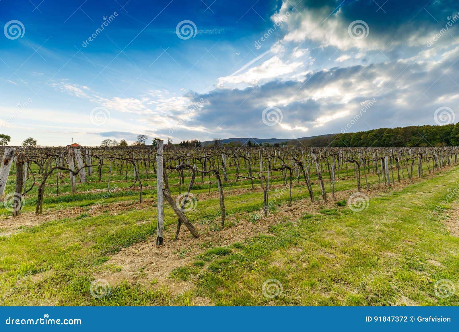 Beautiful grape field stock photo. Image of grape, landscape - 91847372