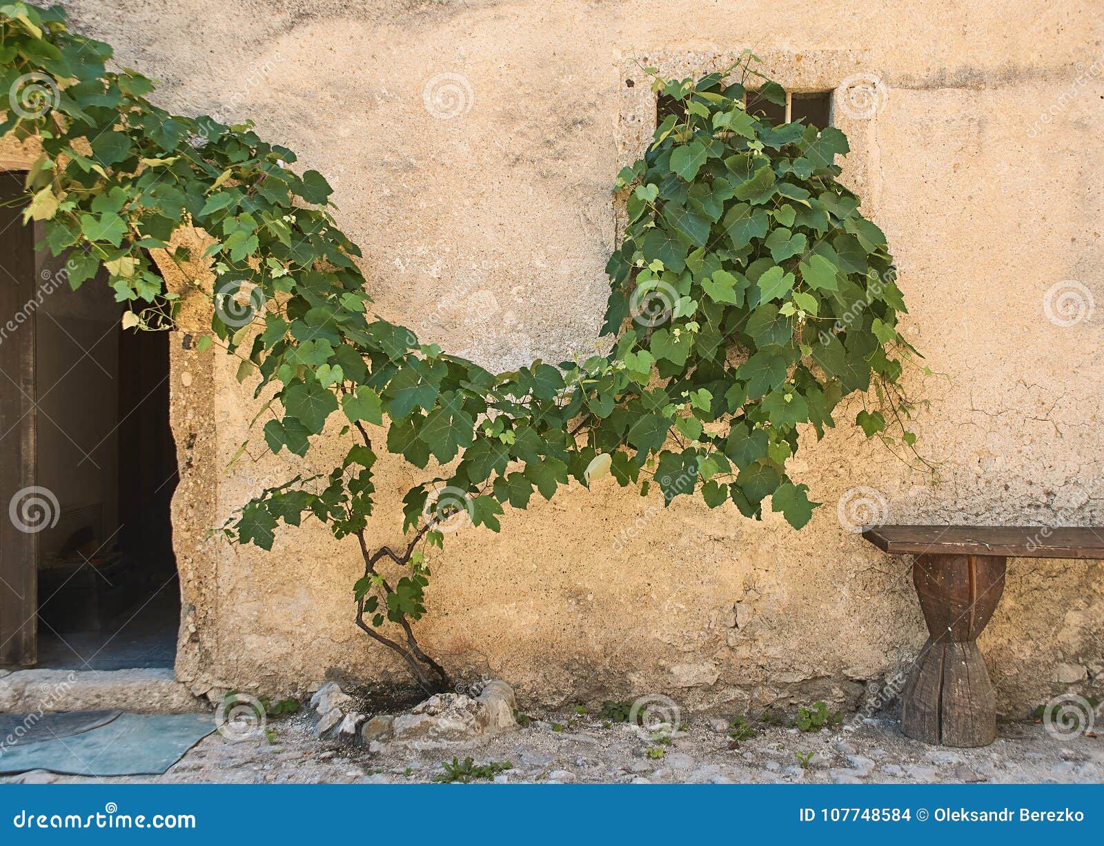 Grape vine on the old wall stock photo. Image of door - 107748584