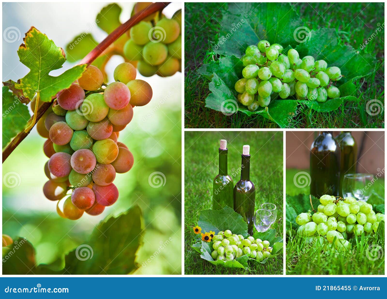 Beautiful Grapes Collage stock image. Image of vine, garden - 21865455