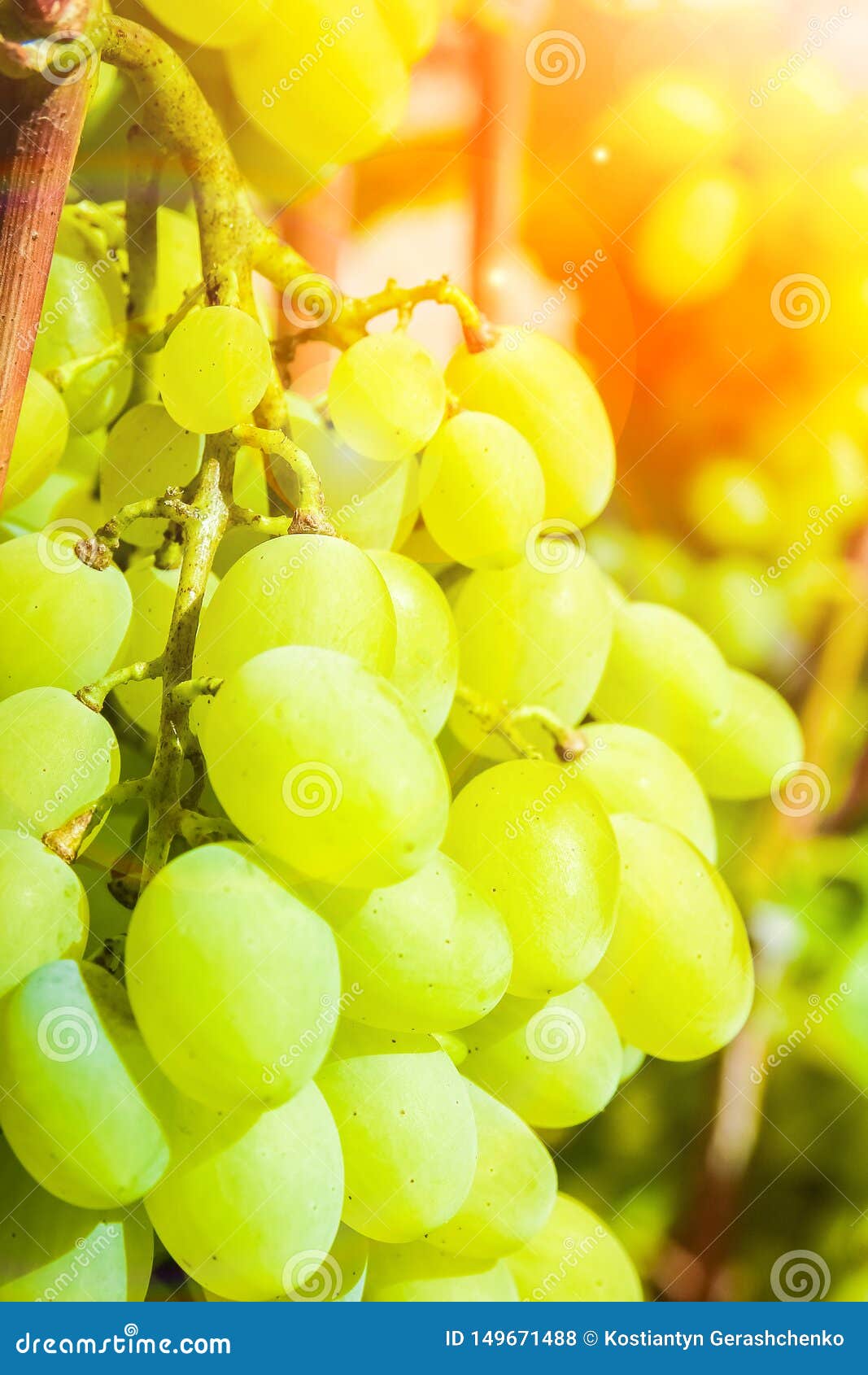 Beautiful Grapes in the Park on Nature Field Background Stock Photo ...