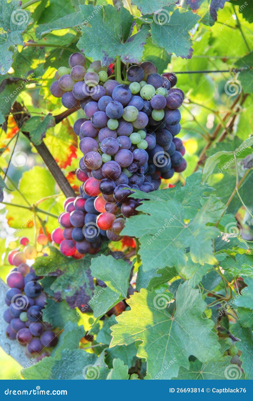 Beautiful Grapes of Various Colours Stock Photo - Image of grapevine ...
