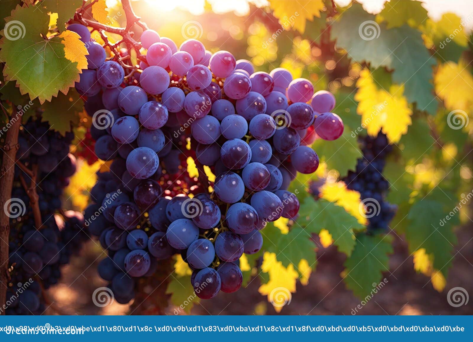 Beautiful Red Grapes, Vertical Artwork In Oil Painting Style ...
