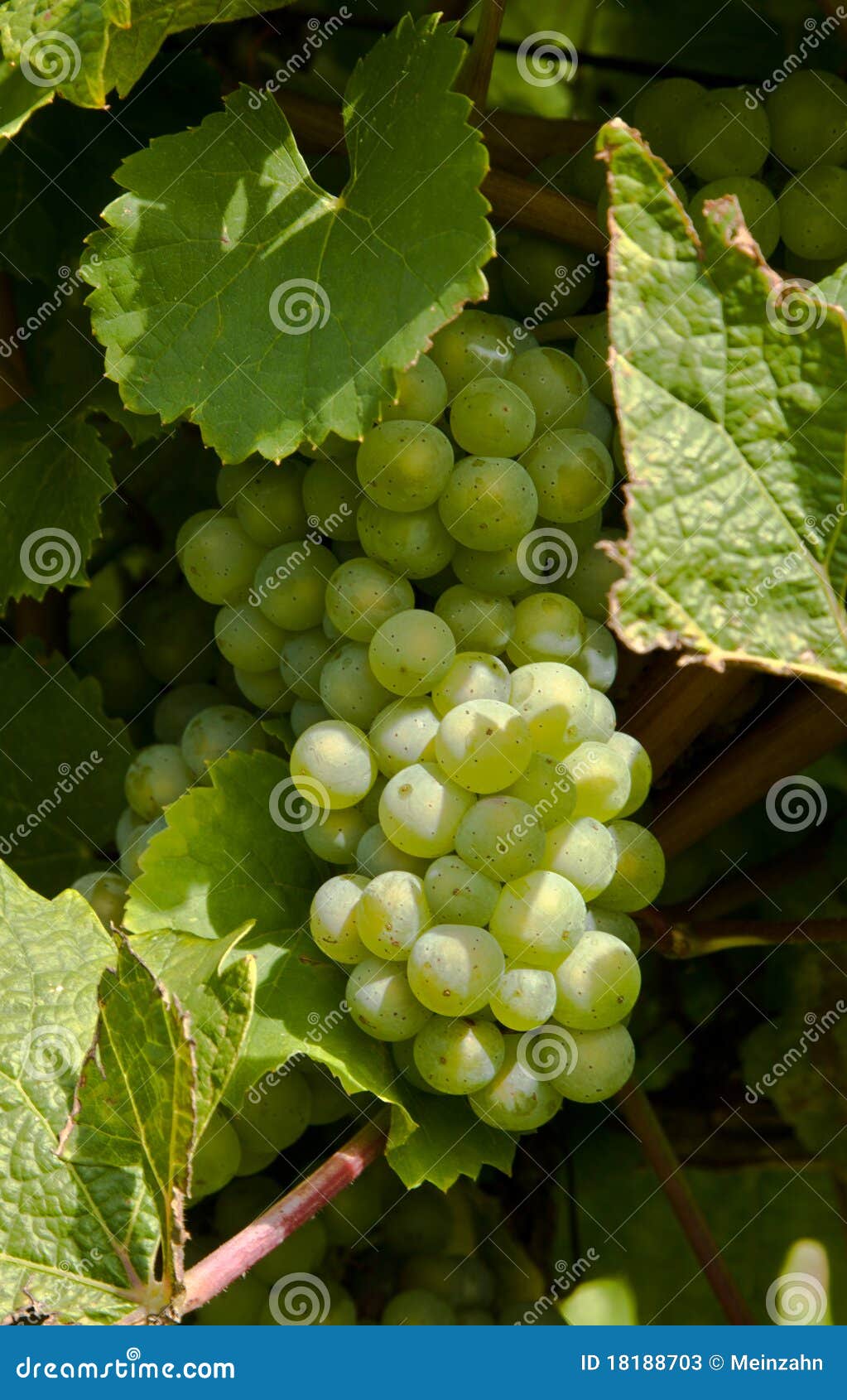 Beautiful Grapes in the Vineyard Stock Image - Image of close, grapes ...