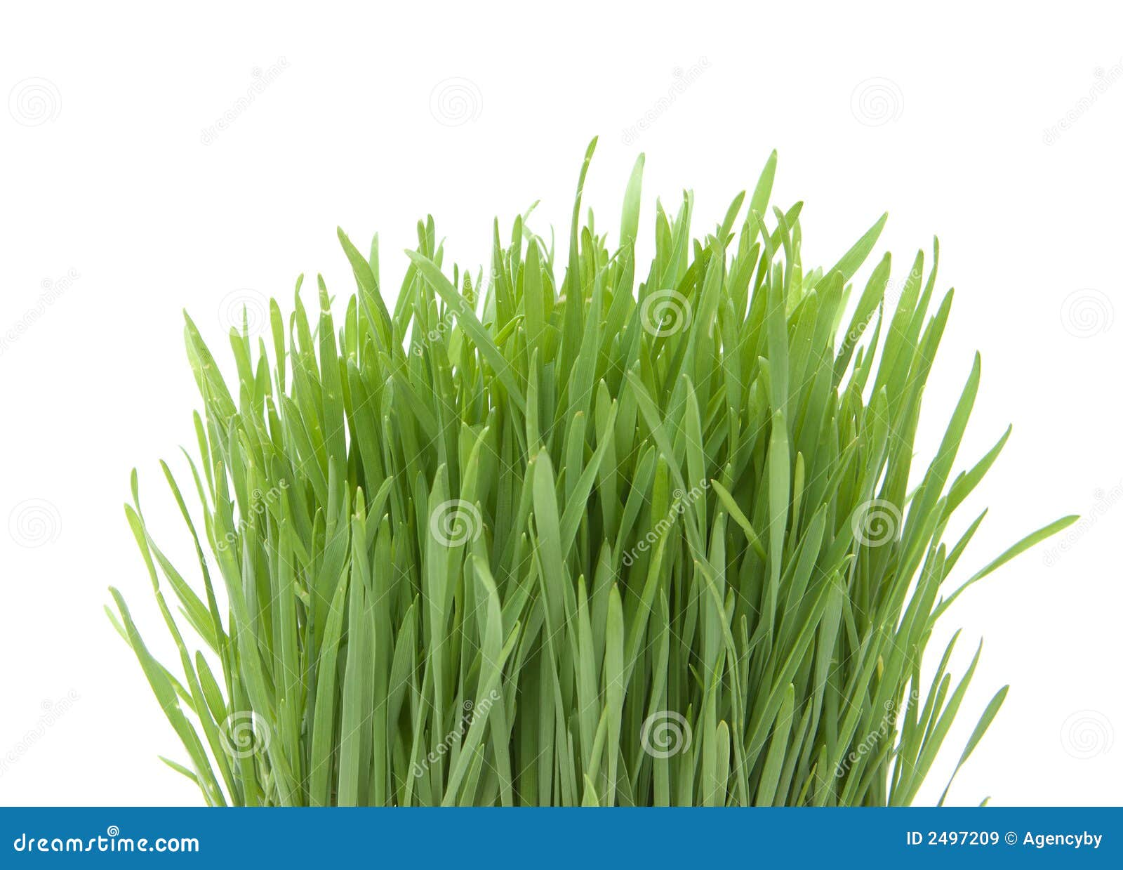 Beautiful grass stock image. Image of color, bright, environmental ...