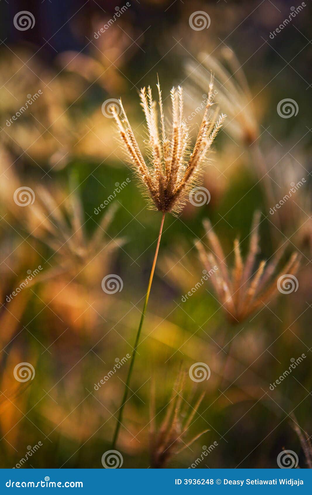 Beautiful grass stock photo. Image of bloom, plants, nature - 3936248
