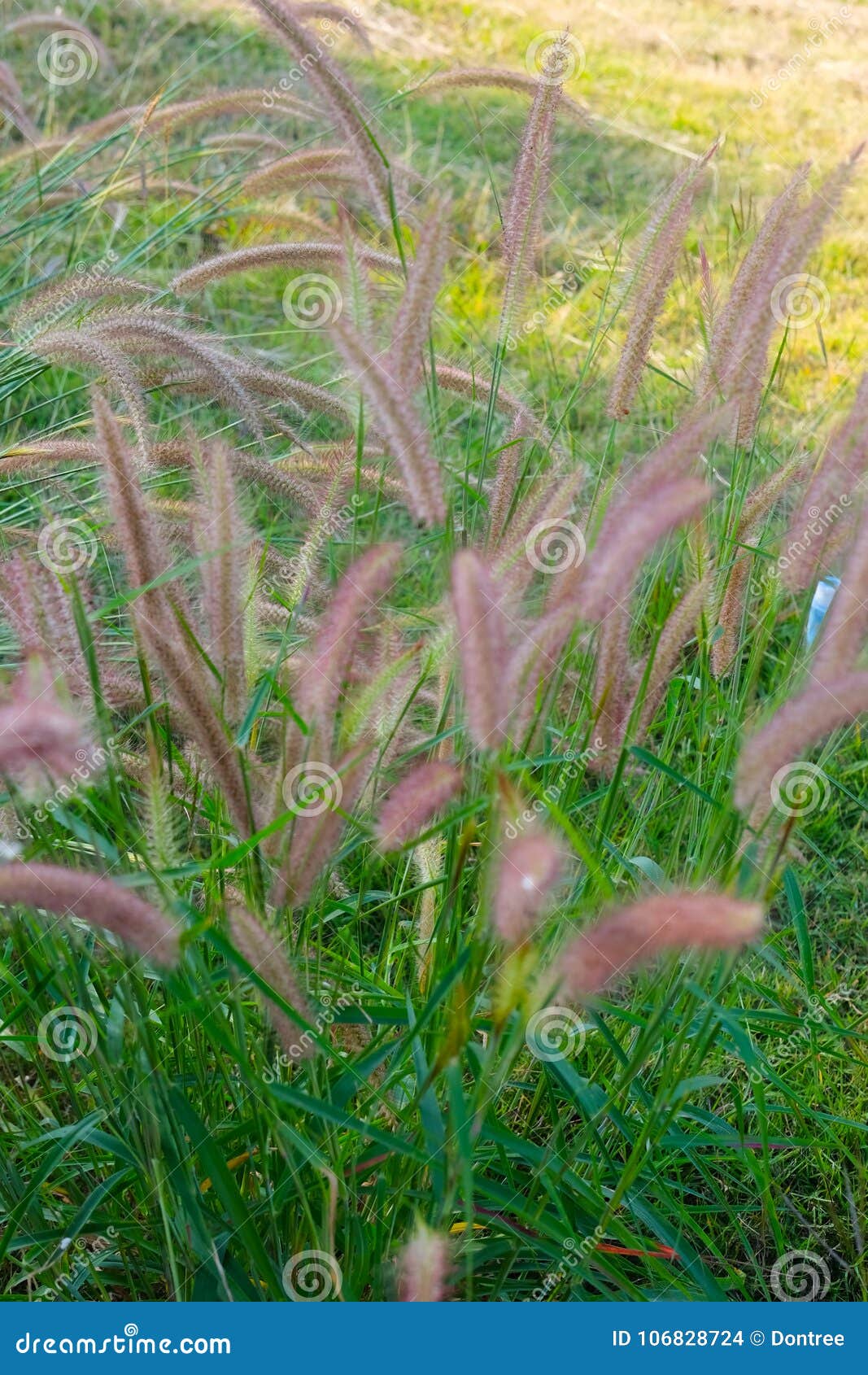 Beautiful grass flower. stock photo. Image of leaf, mountain - 106828724