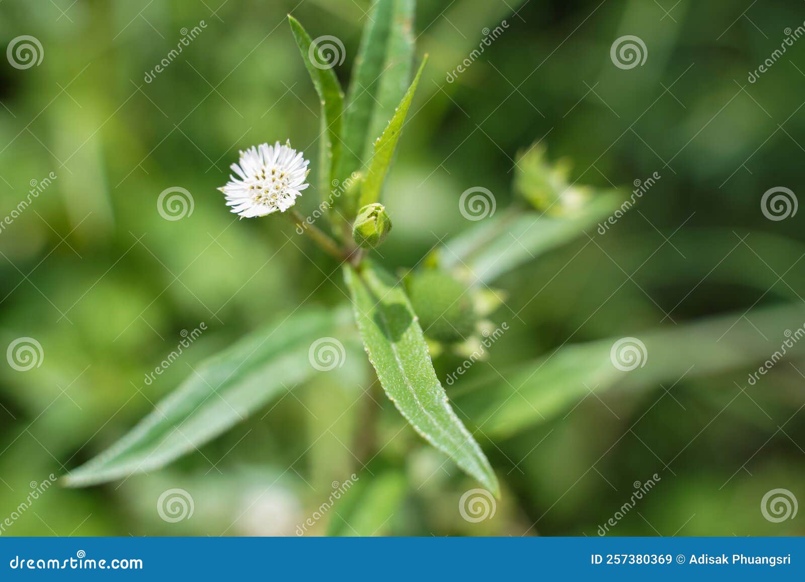 The Beautiful Grass Flower Was in the Field. Stock Image - Image of ...