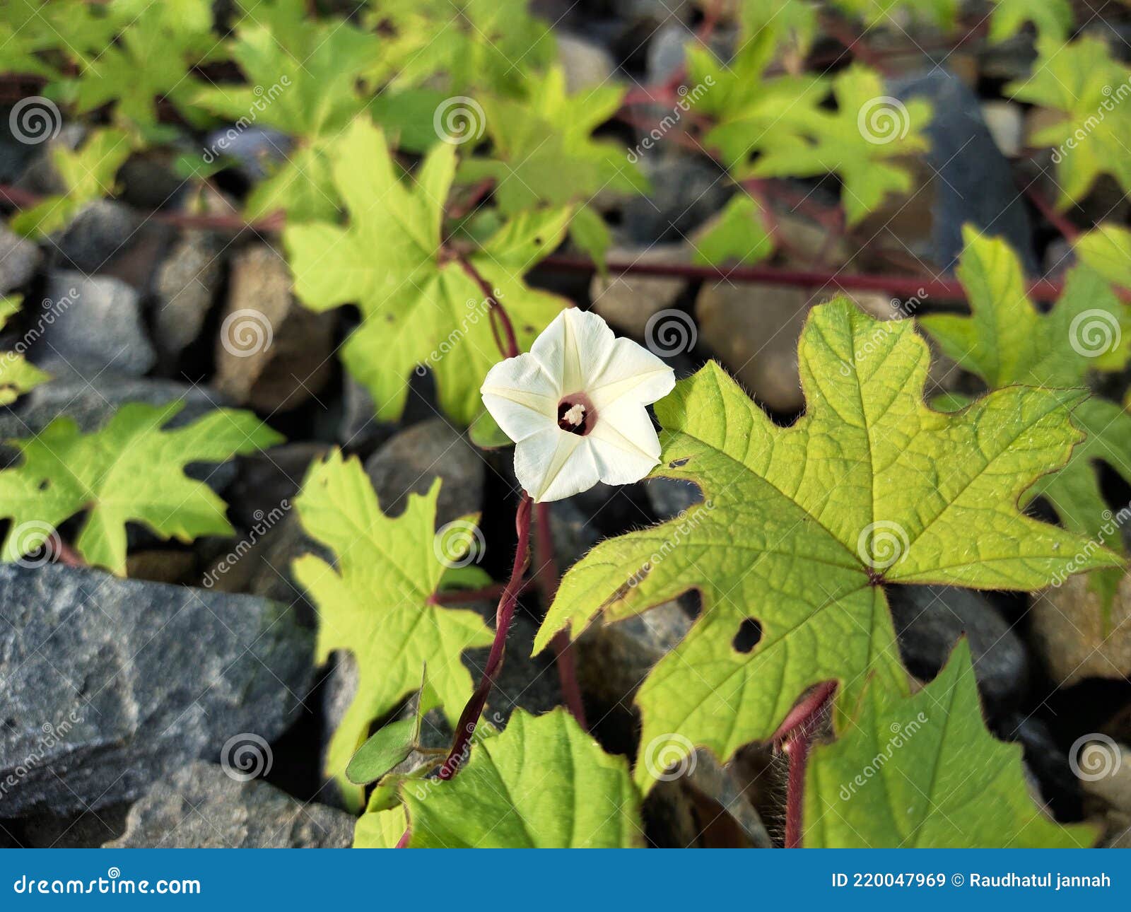 Beautiful Grass Flower, White Vains Flower Stock Image - Image of white ...