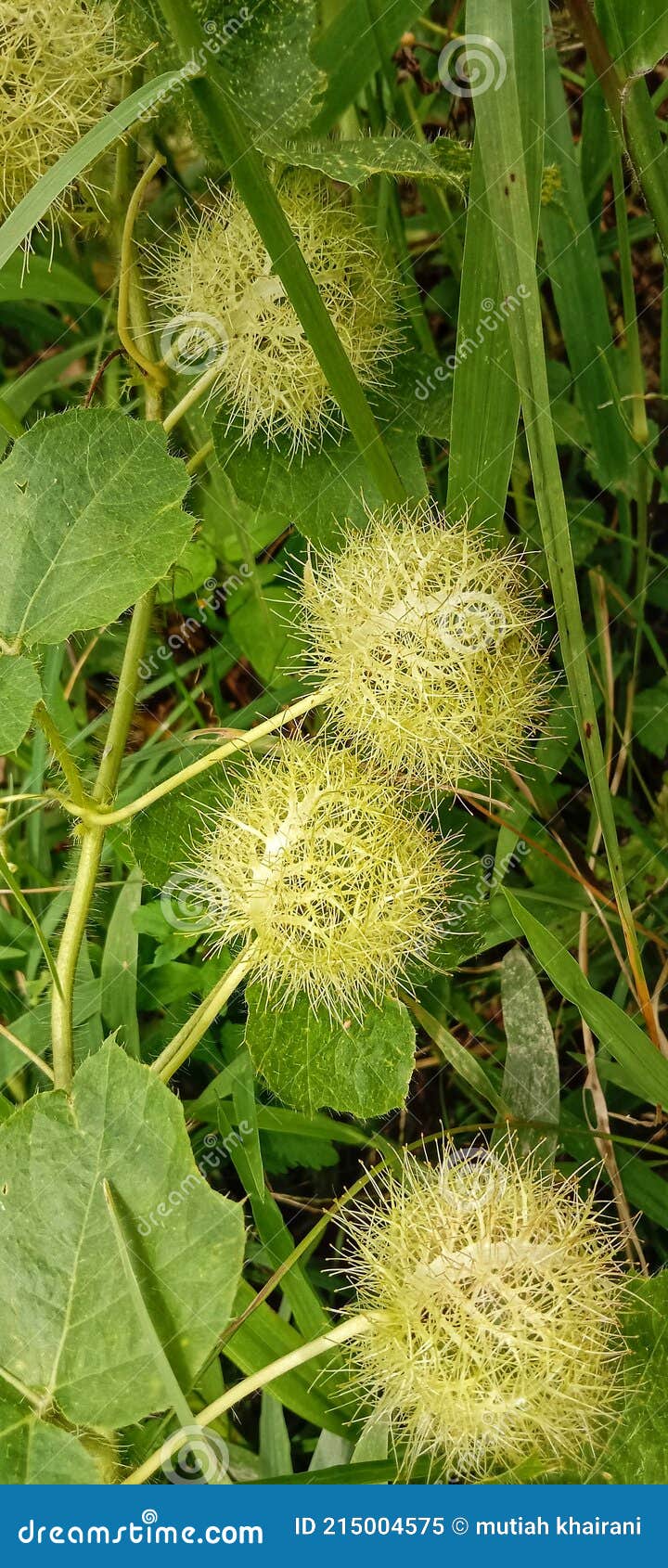 Beautiful Grass in the Garden Stock Image - Image of blossom, garden ...