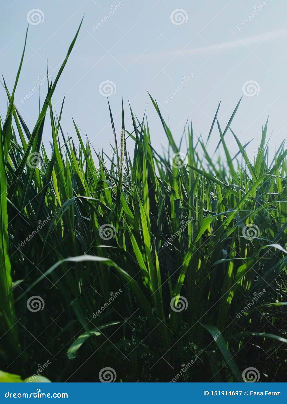 Beautiful grass at stock image. Image of nature, grass - 151914697