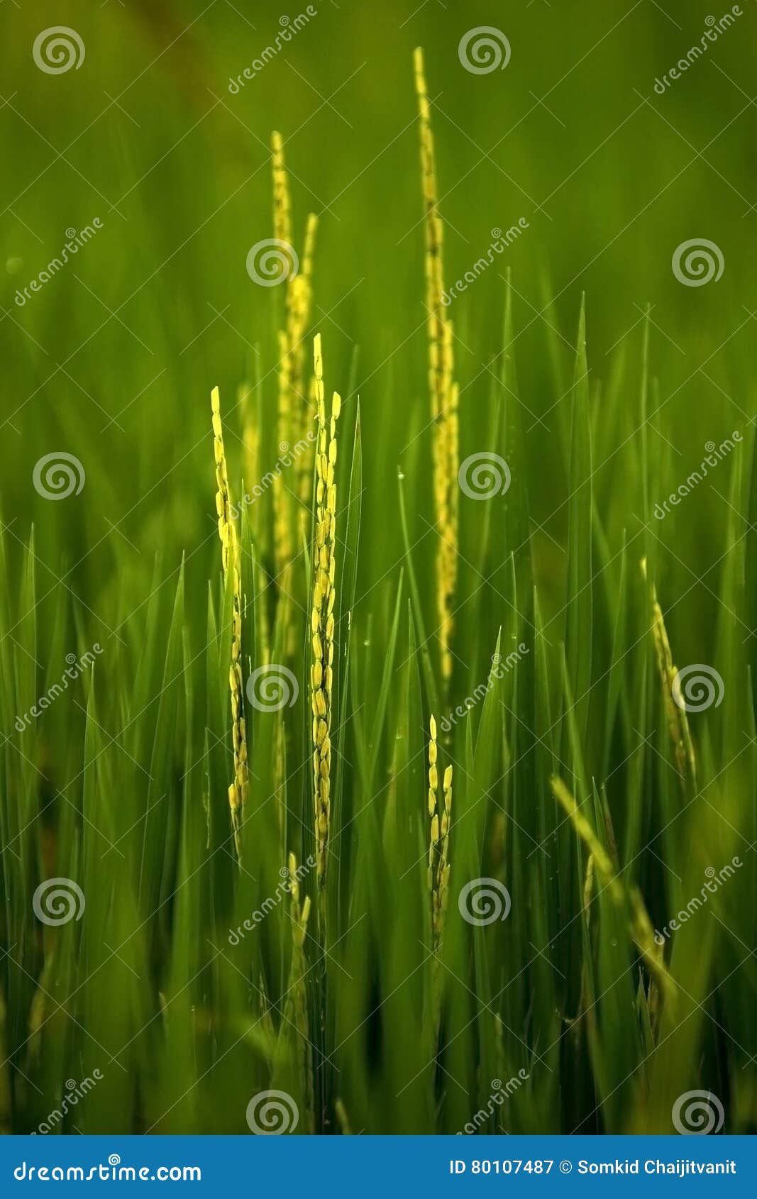 Beautiful Grass in the Nature Stock Image - Image of field, autumn ...