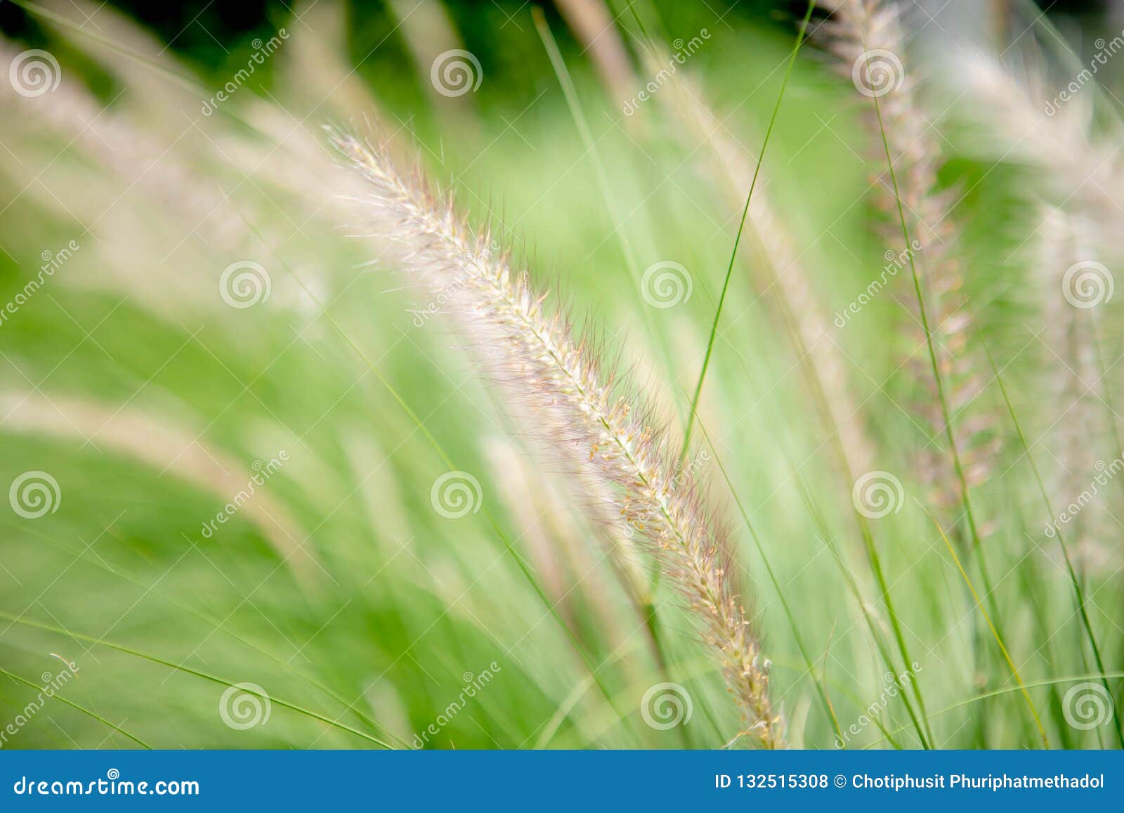 Beautiful Grass Near the Picture Stock Photo - Image of closeup, bright ...