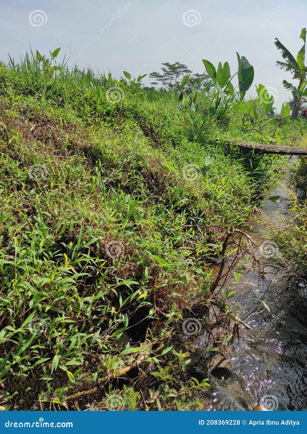Beautiful Grass Plus Running Water Stock Photo - Image of water, tree ...