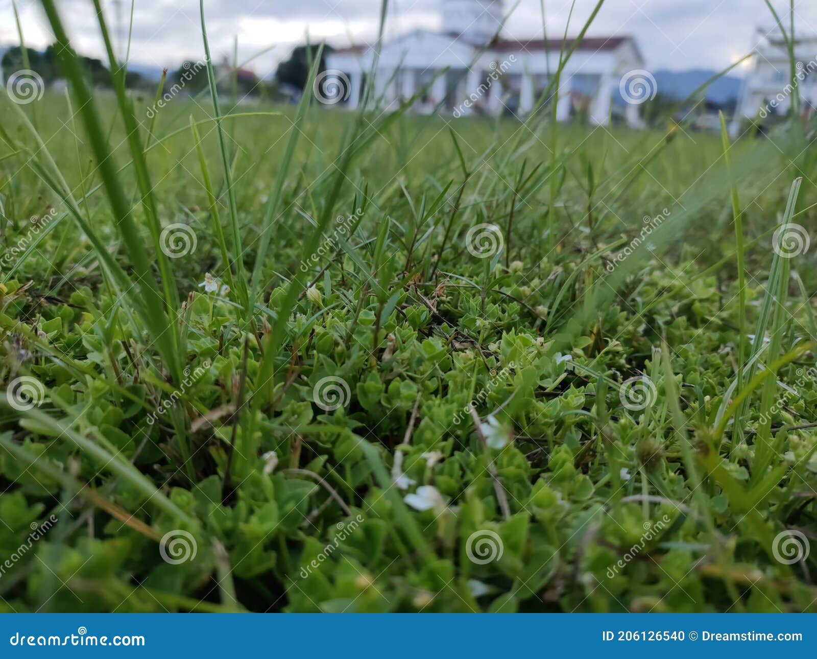 Rerumputan Yang Indah Stock Photos - Free & Royalty-Free Stock Photos ...