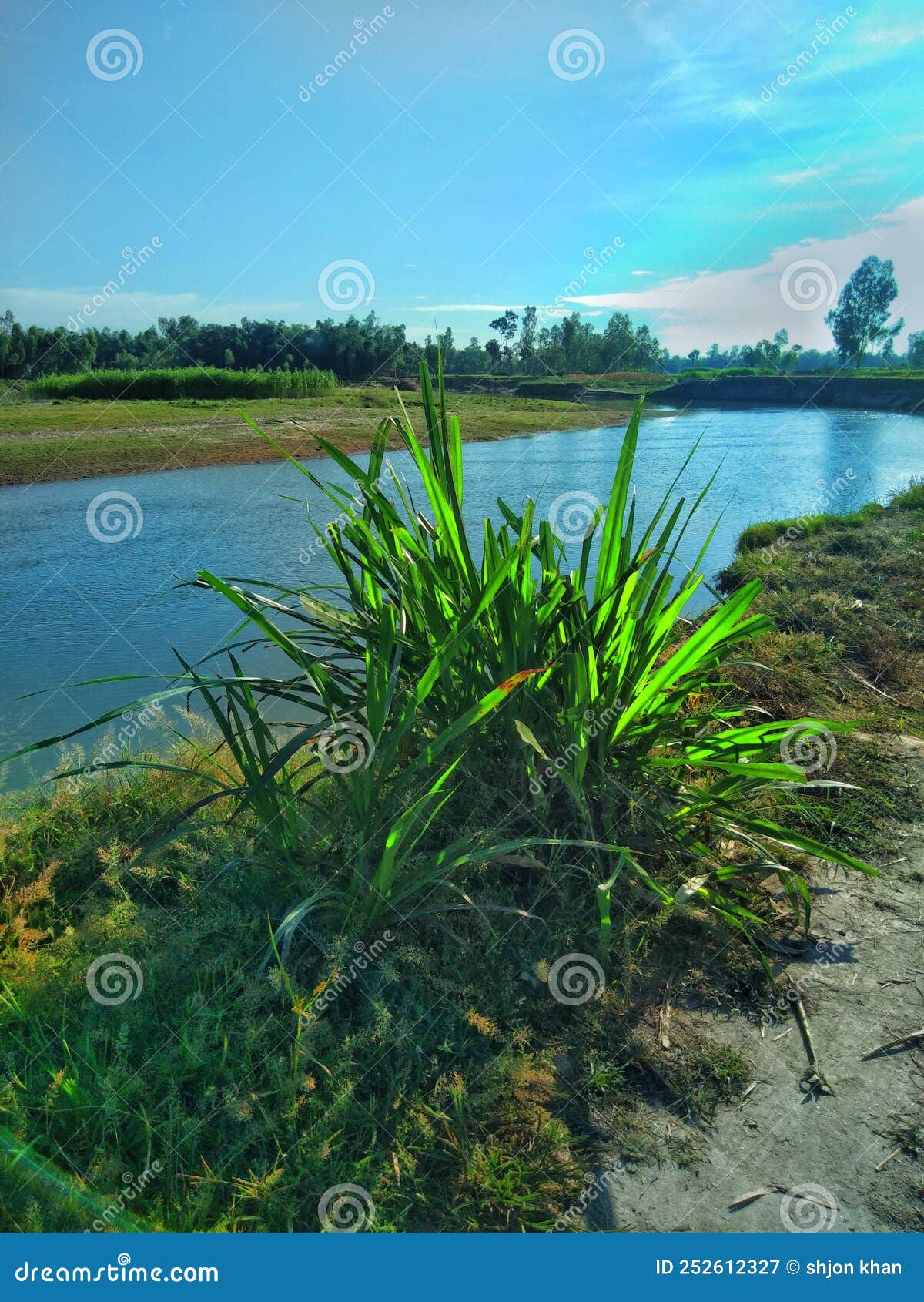 Beautiful Grass in River Bank Nature Stock Image - Image of grass, bank ...
