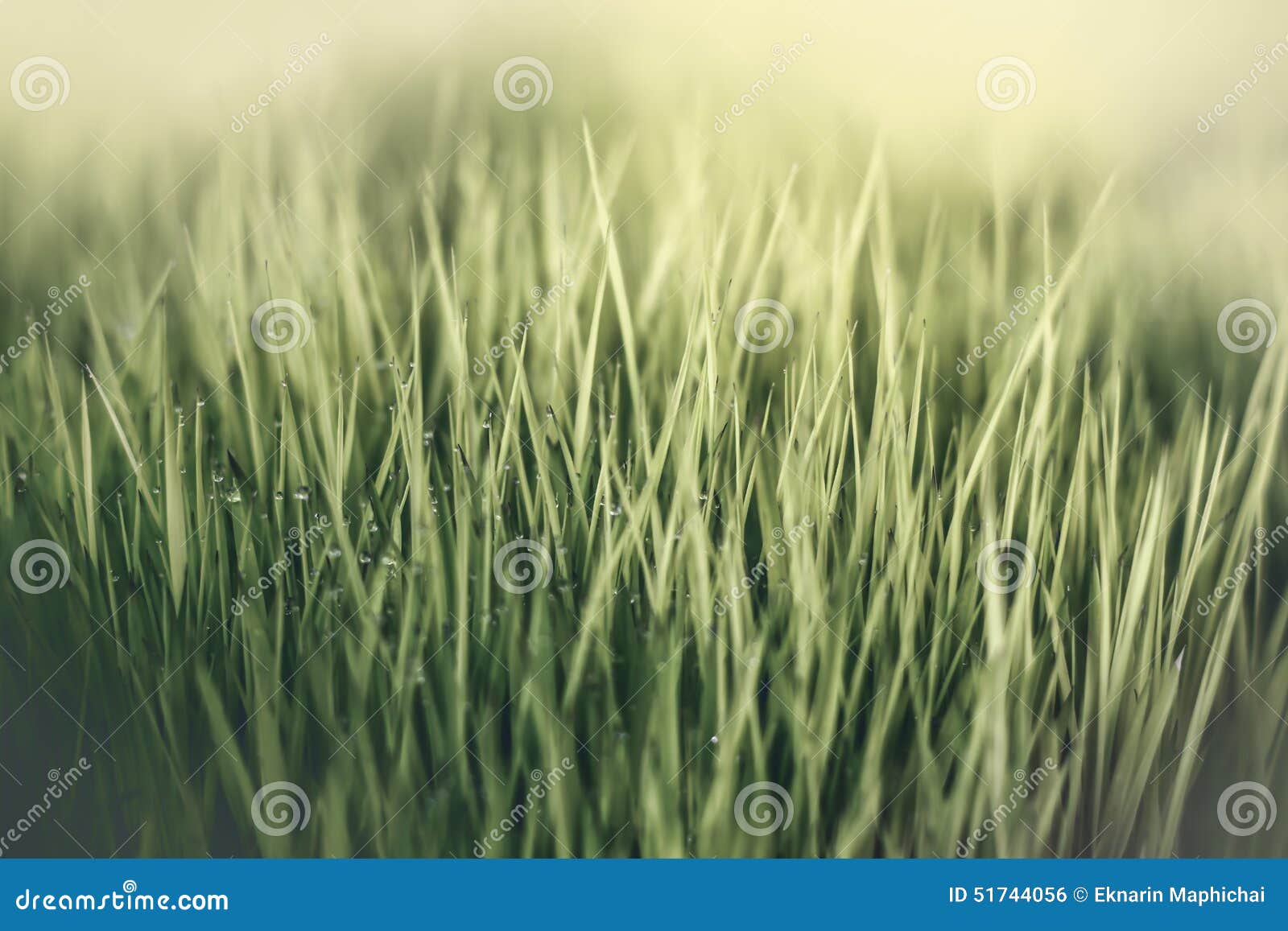 Beautiful grass stock photo. Image of purity, drop, water - 51744056