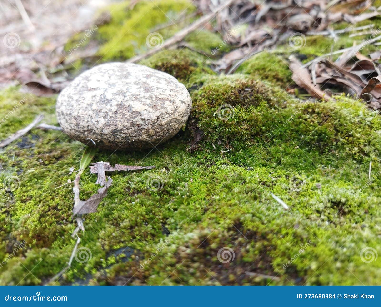 Picture of stone in grass stock photo. Image of flower - 273680384