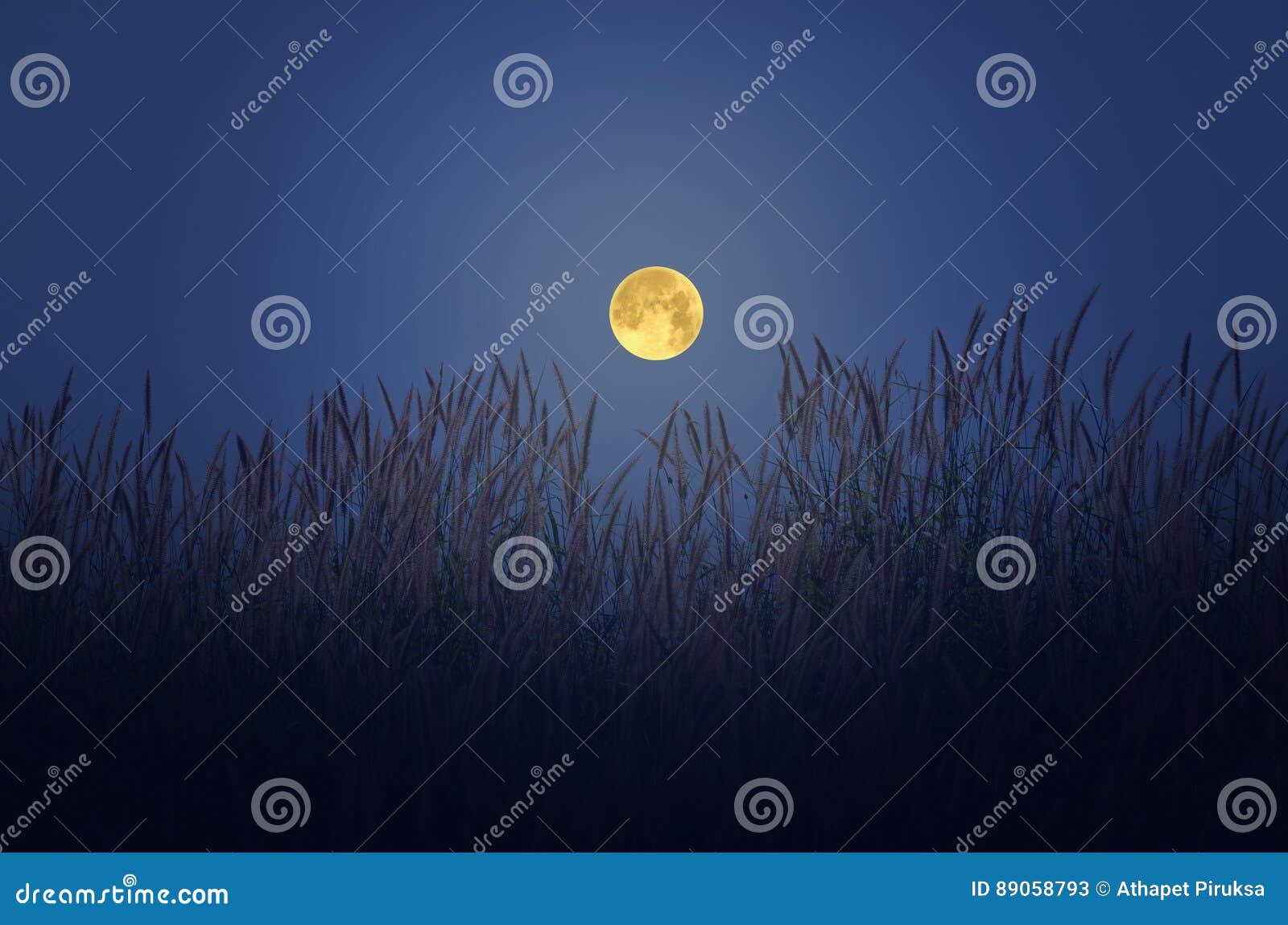 Beautiful Grass Under Full Moon Evening Stock Image - Image of moon ...