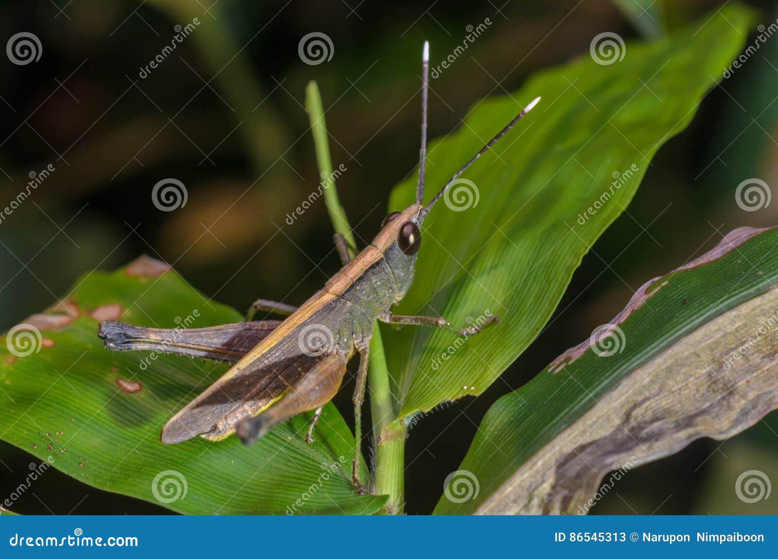 A Beautiful Grasshopper On The Green Leaves With The Background ...