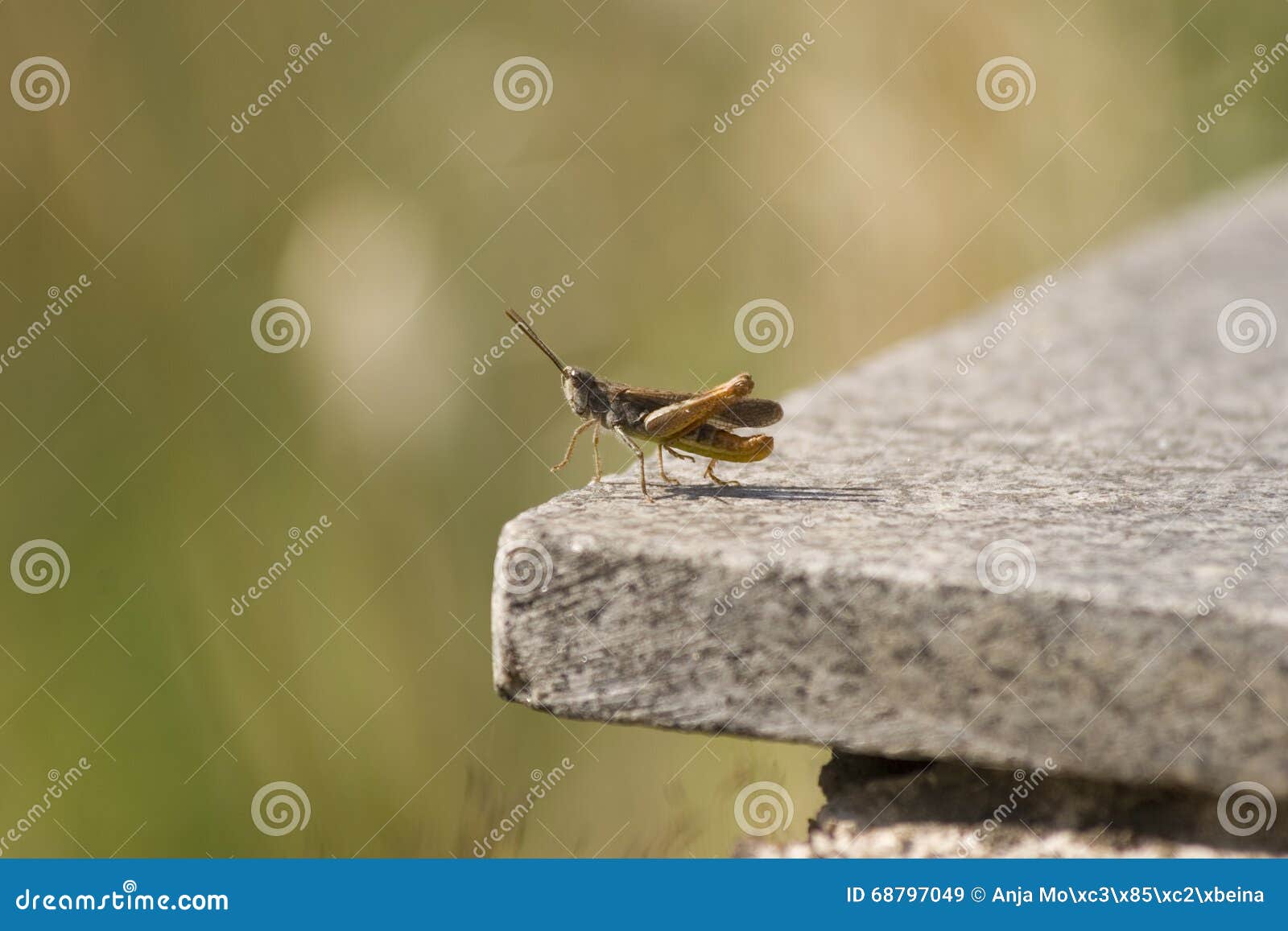 Beautiful Grasshopper stock image. Image of nice, grasshopper - 68797049