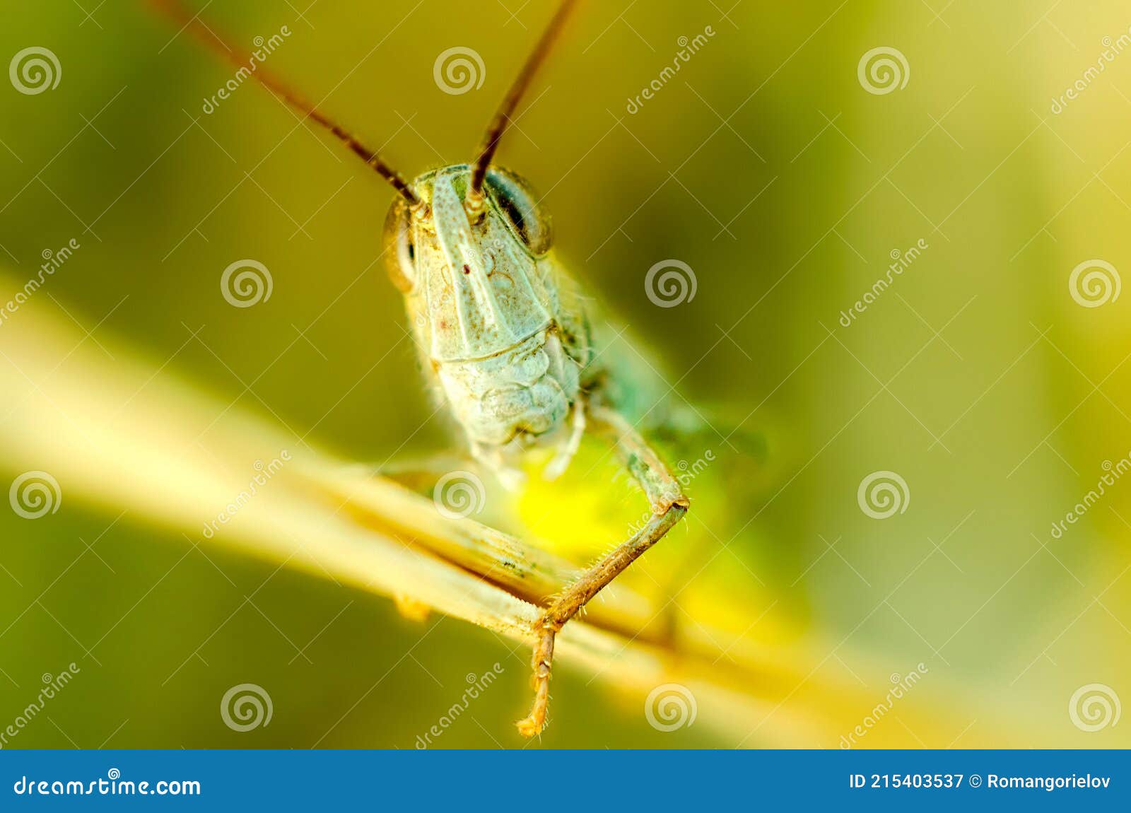 Beautiful grasshopper stock image. Image of animal, detail - 215403537