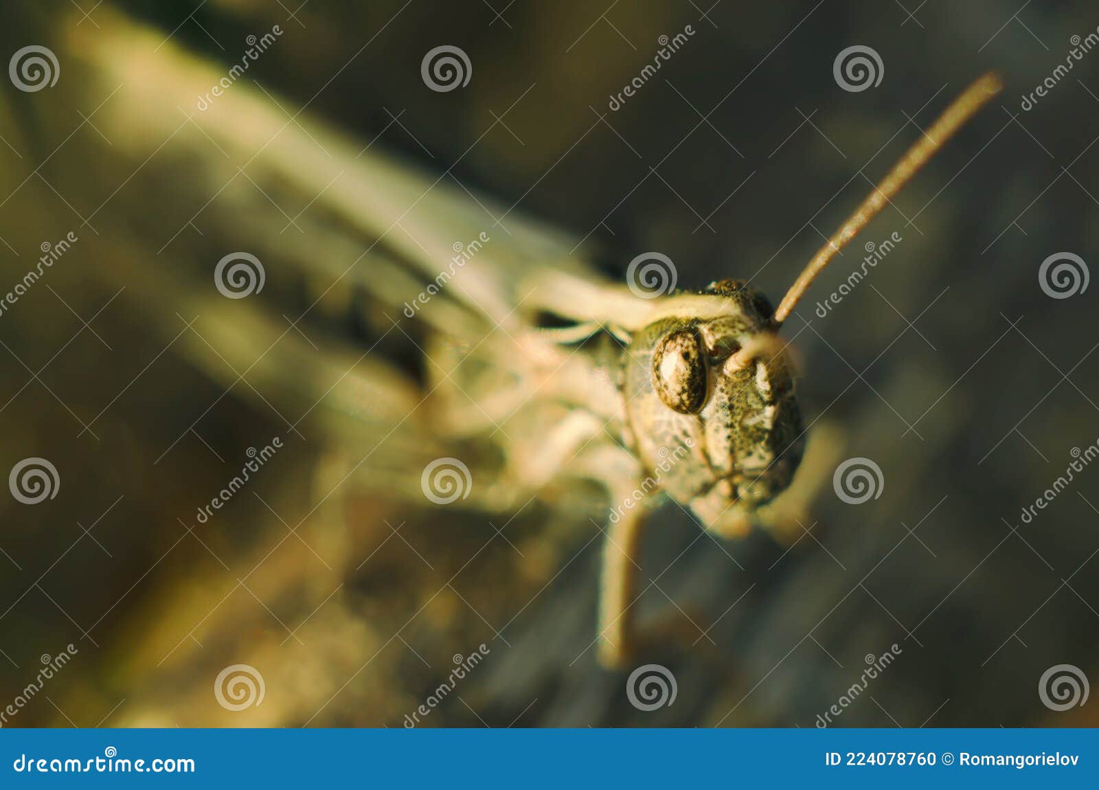 A Beautiful Grasshopper On The Green Leaves With The Background ...