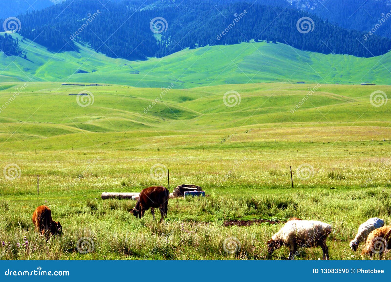 Beautiful grassland stock photo. Image of beautiful, freedom - 13083590
