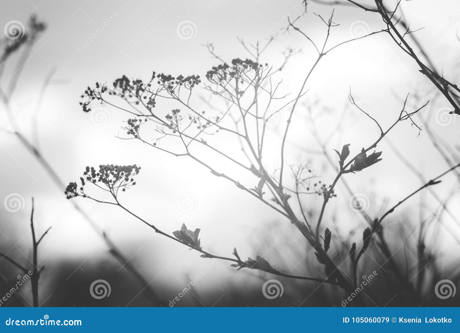 Beautiful Gray Branch on the Wind Stock Image - Image of wind, dead ...