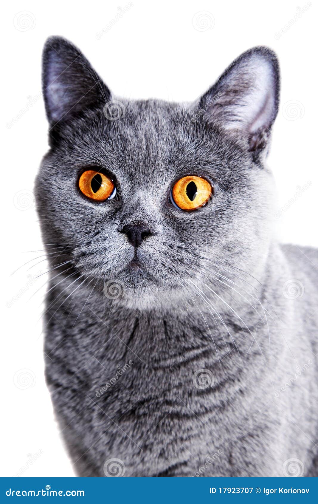 Beautiful gray British cat stock image. Image of shorthair - 17923707