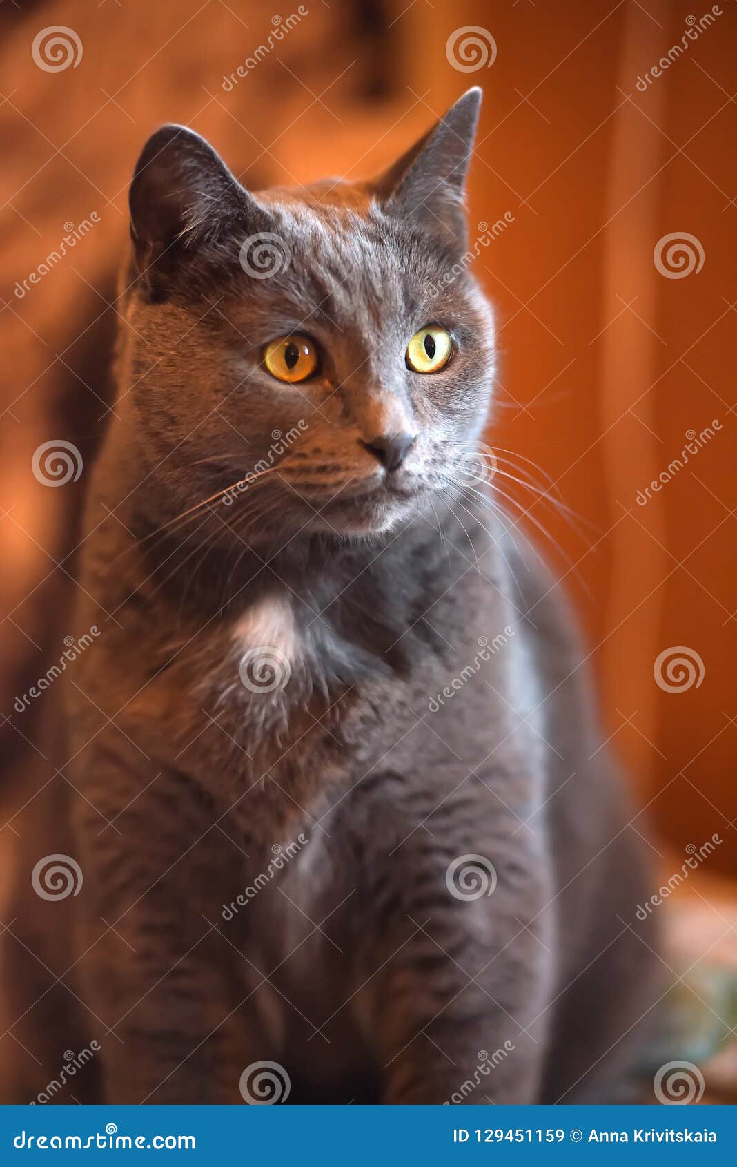 Beautiful gray British cat stock image. Image of charming - 129451159