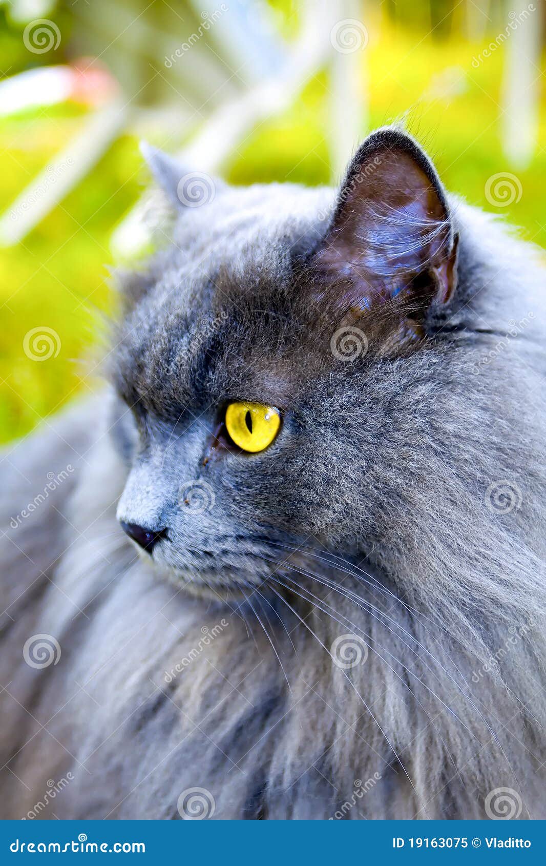 Beautiful gray cat stock image. Image of healthy, adorable - 19163075