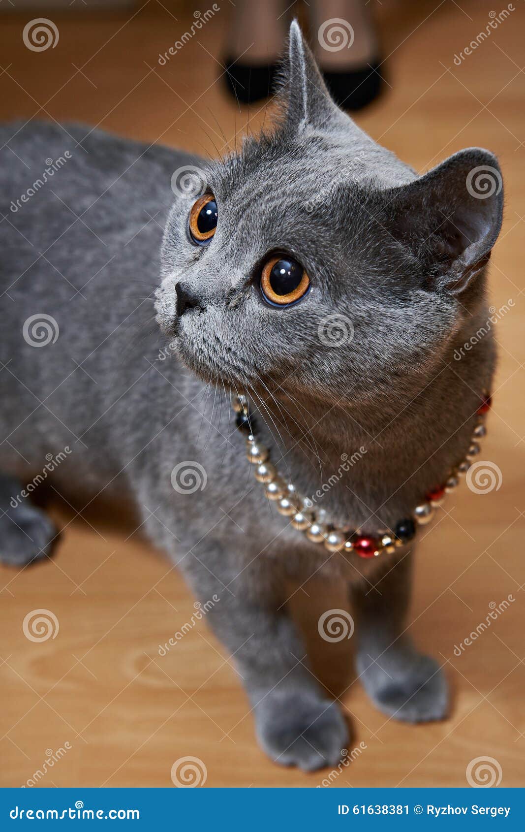 Beautiful Gray Cat British Breed Stock Image - Image of baby, camera ...