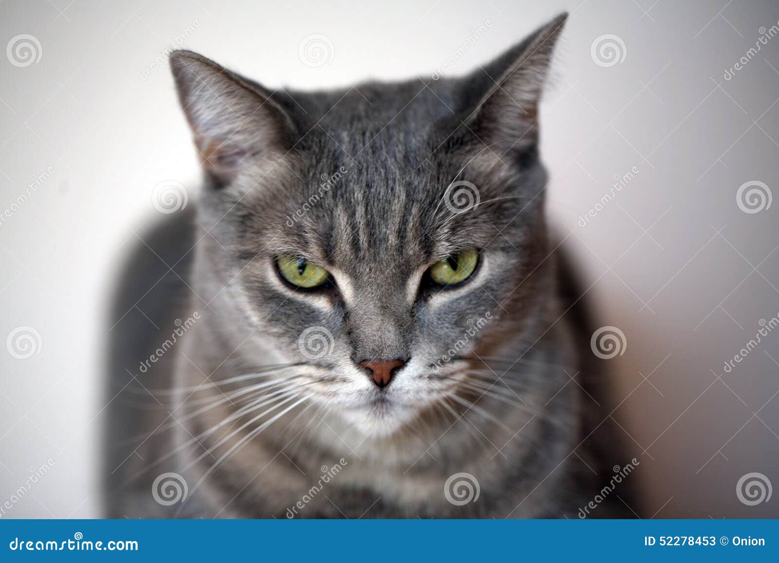 Beautiful gray cat stock image. Image of feline, cuddly - 52278453