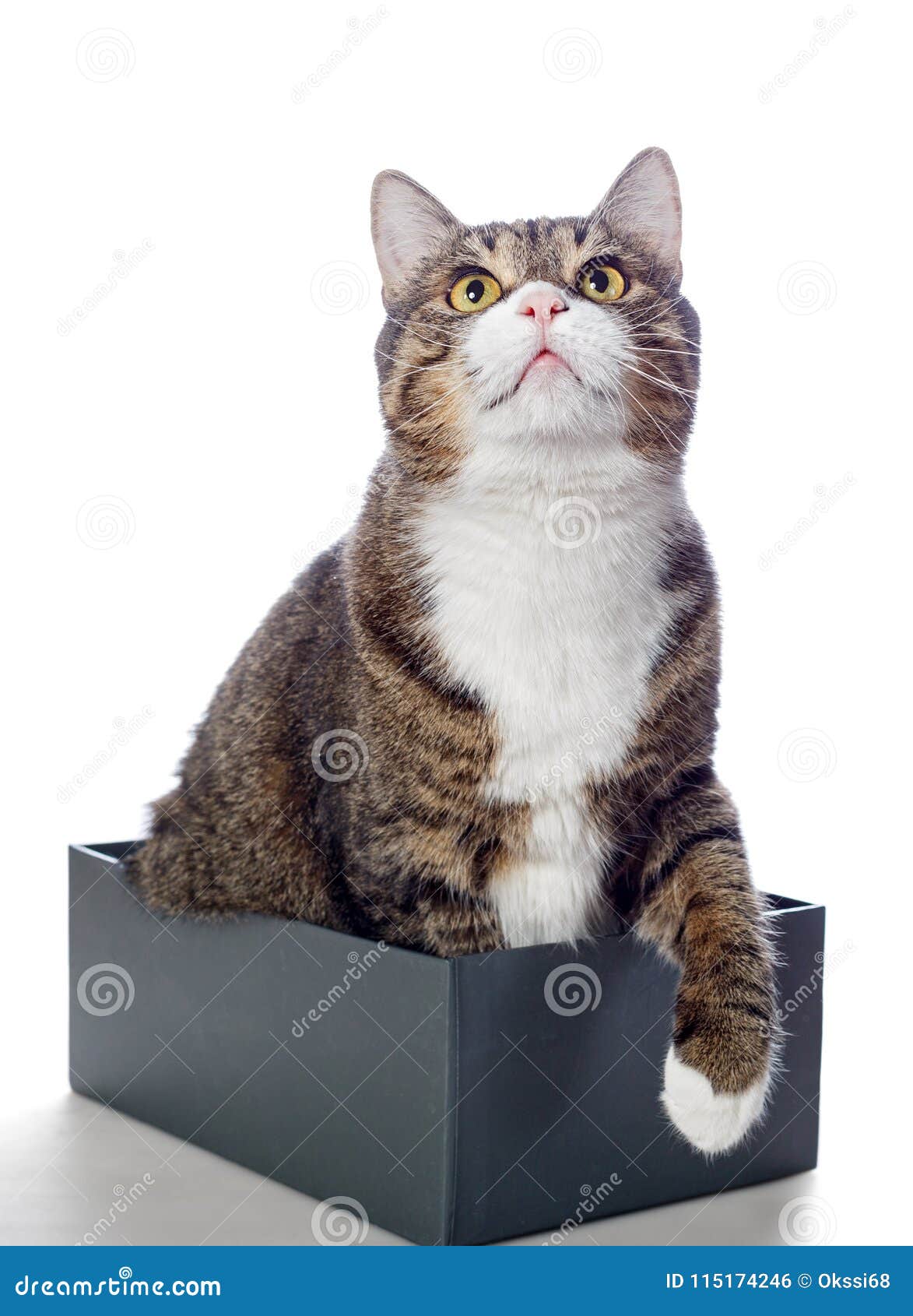 Beautiful Gray Cat Lying in a Box Stock Photo - Image of carton, gaze ...