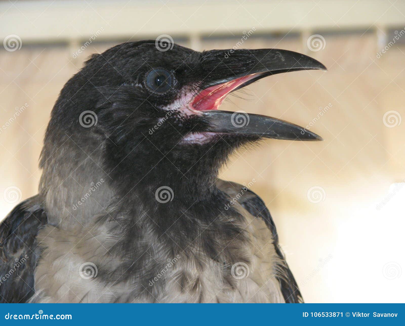 Beautiful Gray Crow Opened the Beak. Stock Image - Image of situation ...