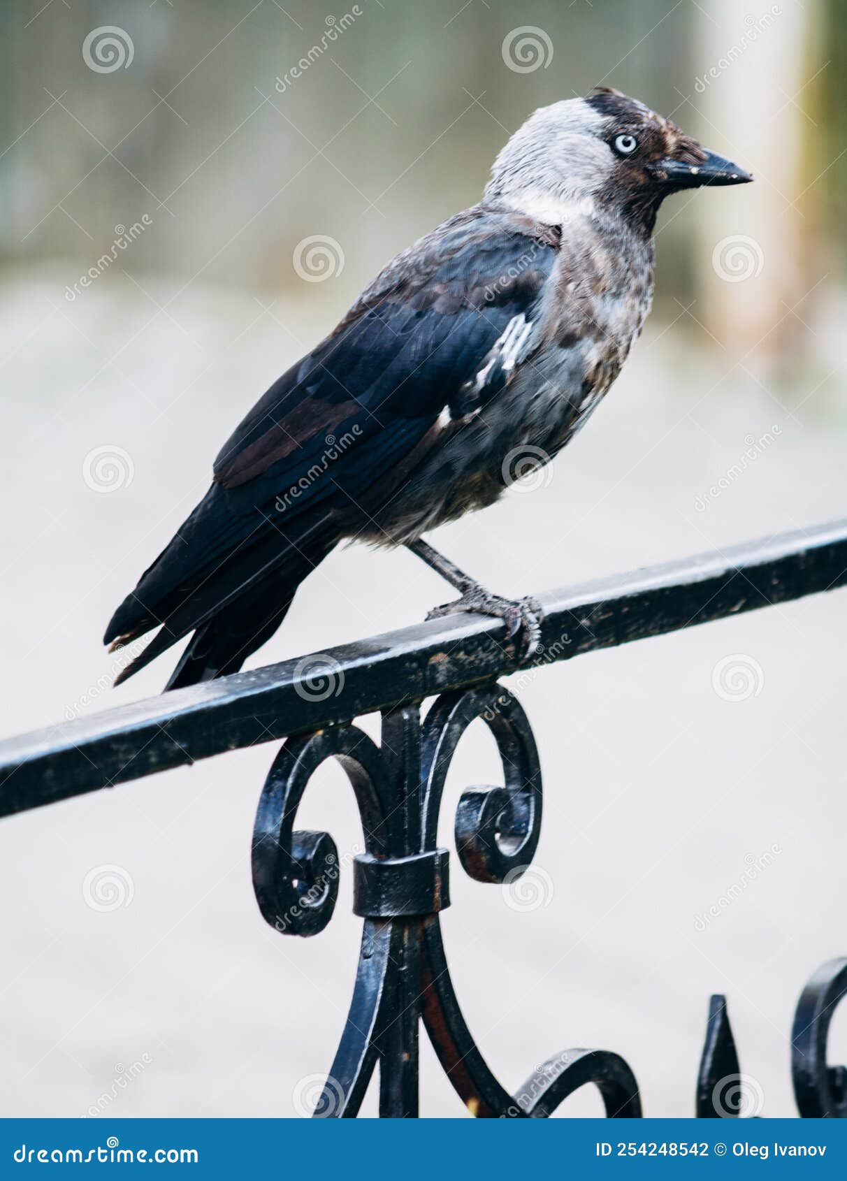 A Beautiful Gray Crow Sitting on a Fence Stock Photo - Image of mazovia ...