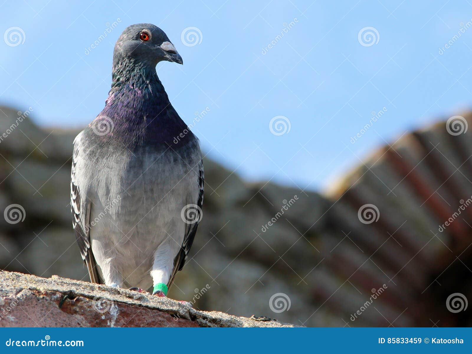 Beautiful Gray Dove on a Background of Stone Building Stock Image ...